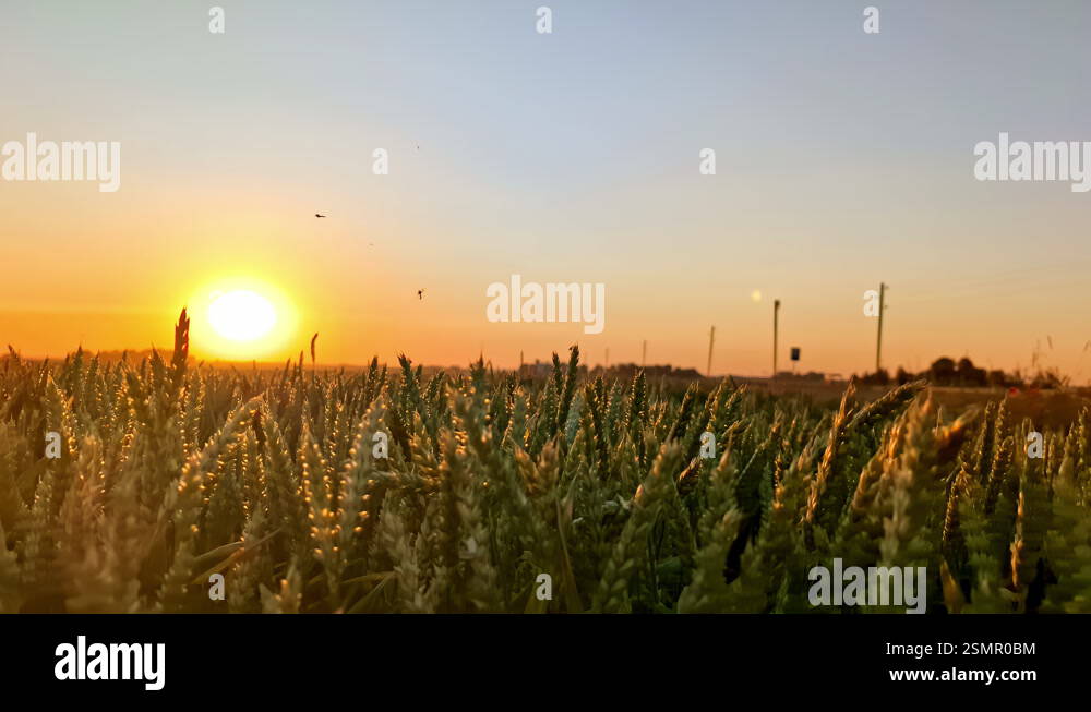 Vibrant sunset in countryside over wheat cereal crop farm land, slider ...