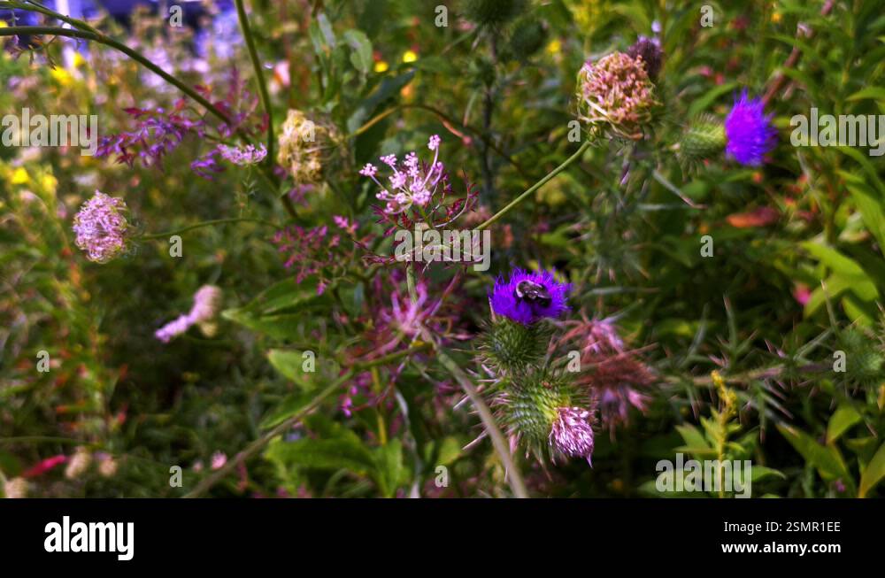 Bees gathering honey on Eastern Promenade Portland, Maine Stock Video ...