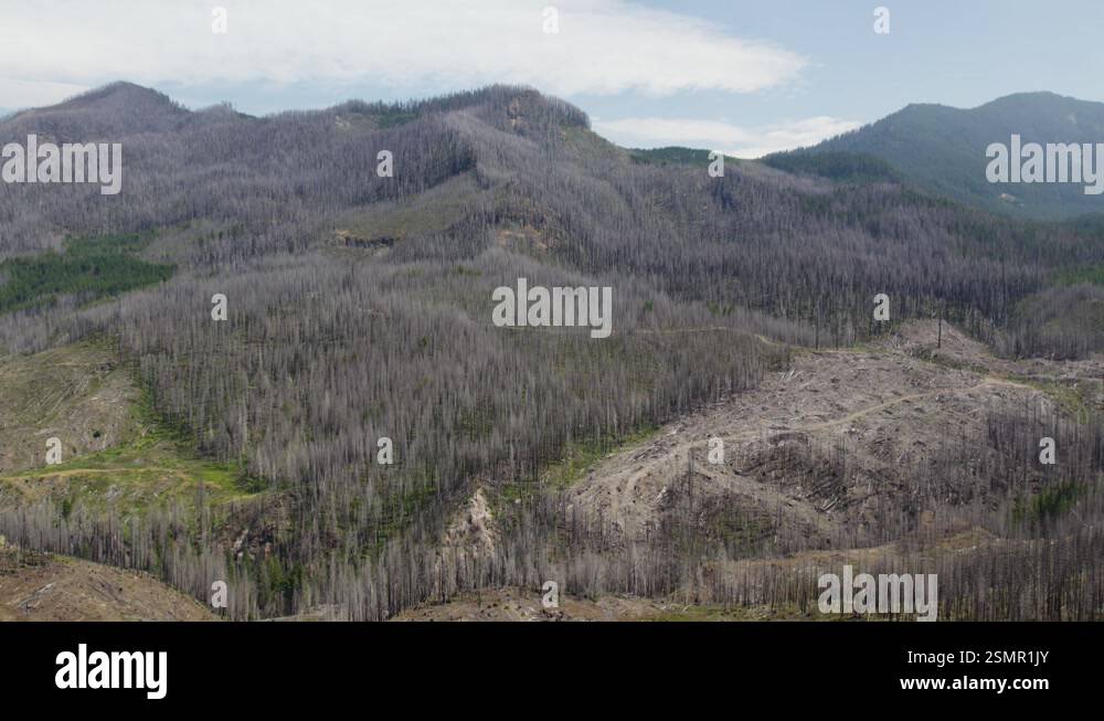 Burnt trees after a major wildfire in the Oregon mountains. Natural ...