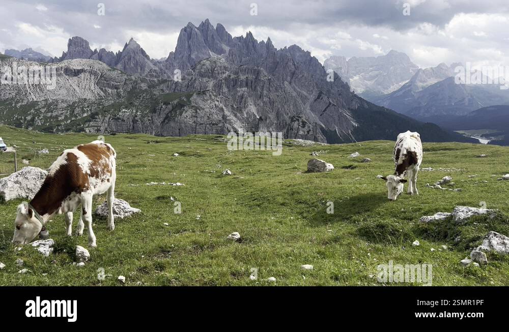Cows eating grass in the Alps near the Dolomites in Italy. Mountain ...