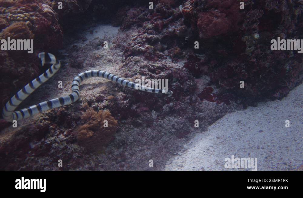 Cinematic underwater clip of a Banded sea krait swimming at the bottom ...