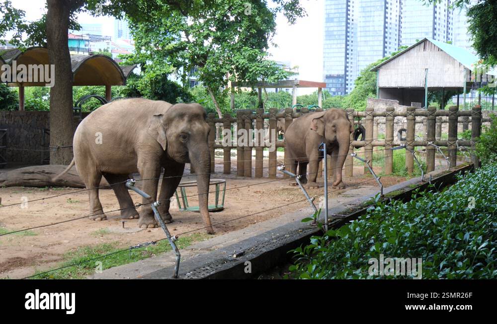 Two giants stand beneath the sun’s warm gaze, their world, where ...