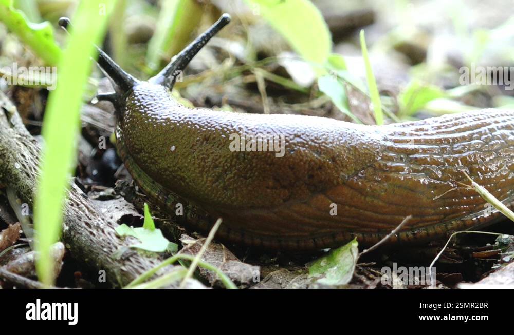 Detailed close up of a snail crawling on the ground. The complex ...