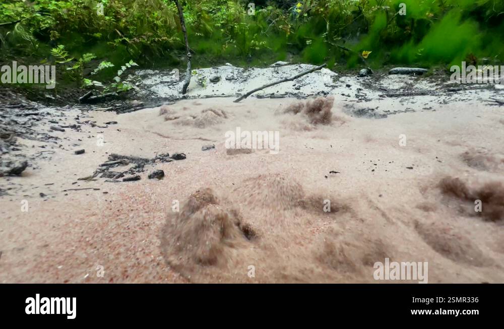 Bubbling sandy bottom of natural freshwater spring Odalätsi in Saaremaa ...