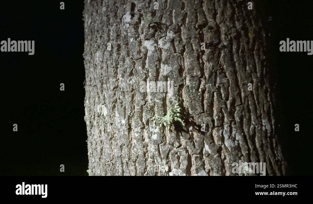 Acer platanoides, commonly known as the Norway maple on which ants from ...