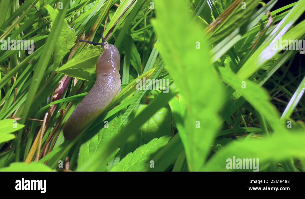 Invasive slug species Stock Videos & Footage - HD and 4K Video Clips ...