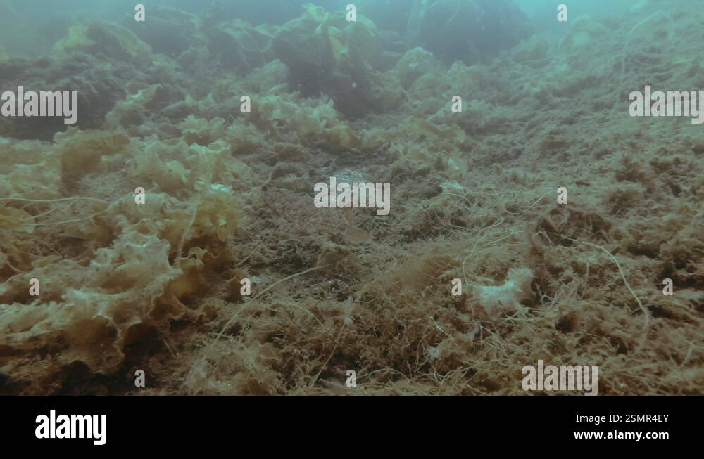 Lemon sole swimming over seabed covered with brown algae and laminaria ...