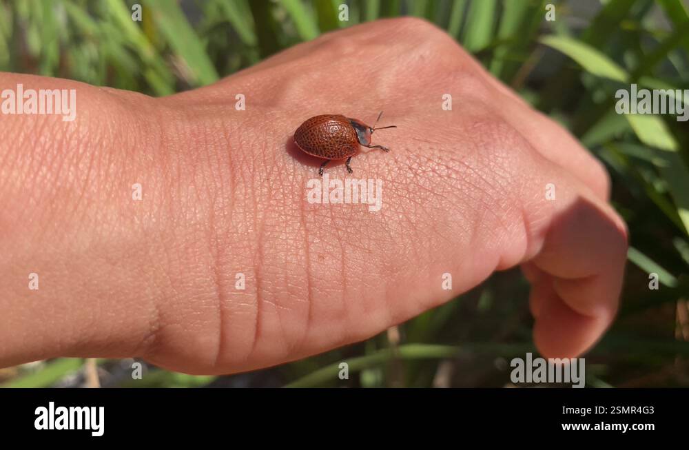 Rust-colored ladybug walks on a man's hand Stock Video Footage - Alamy