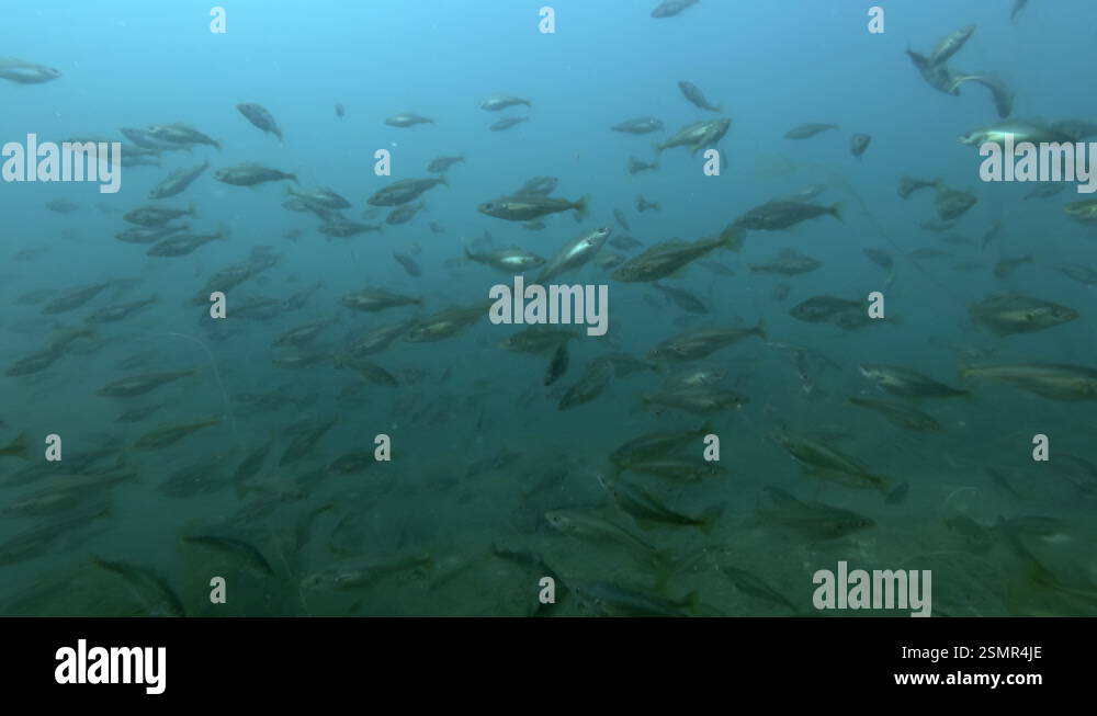 Shoal of young Cod fish swims over the sea bottom, Slow motion Stock ...