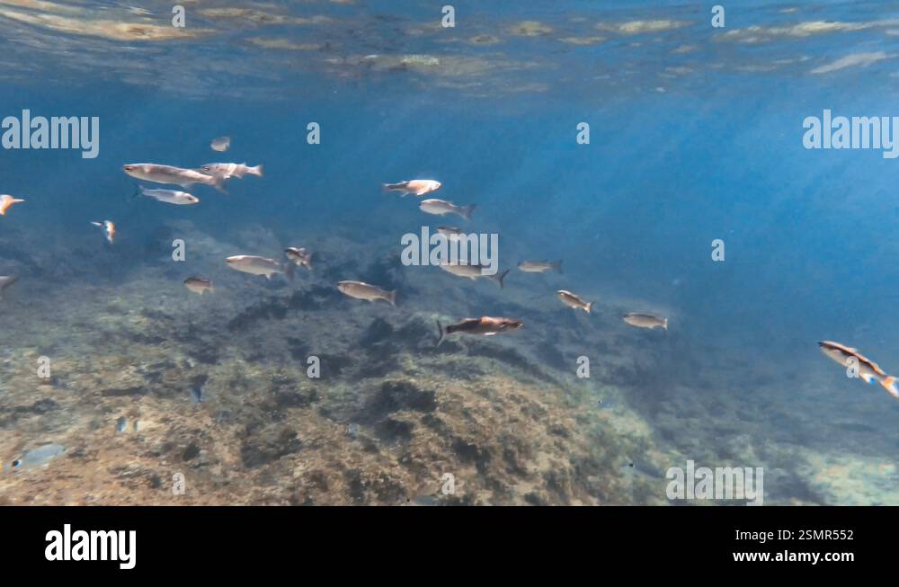 Mugil cephalus Stock Videos & Footage - HD and 4K Video Clips - Alamy