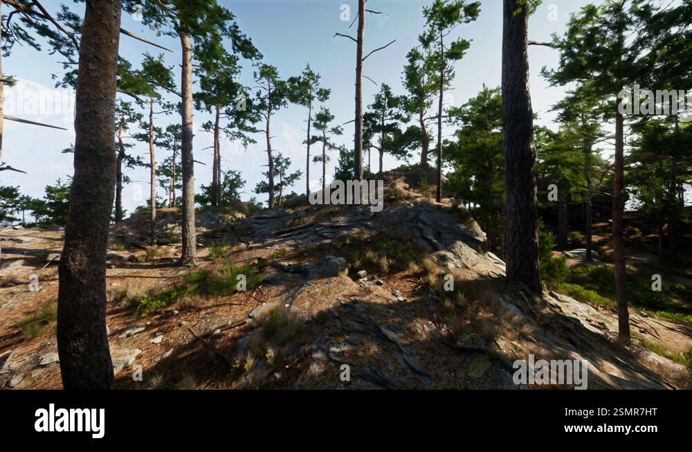 Group of conifers Stock Videos & Footage - HD and 4K Video Clips - Alamy