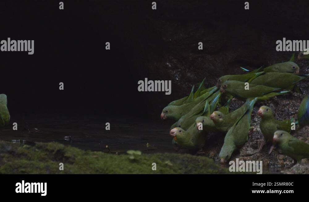 Hundreds of colourful , green and blue parrots fly and sit around water ...