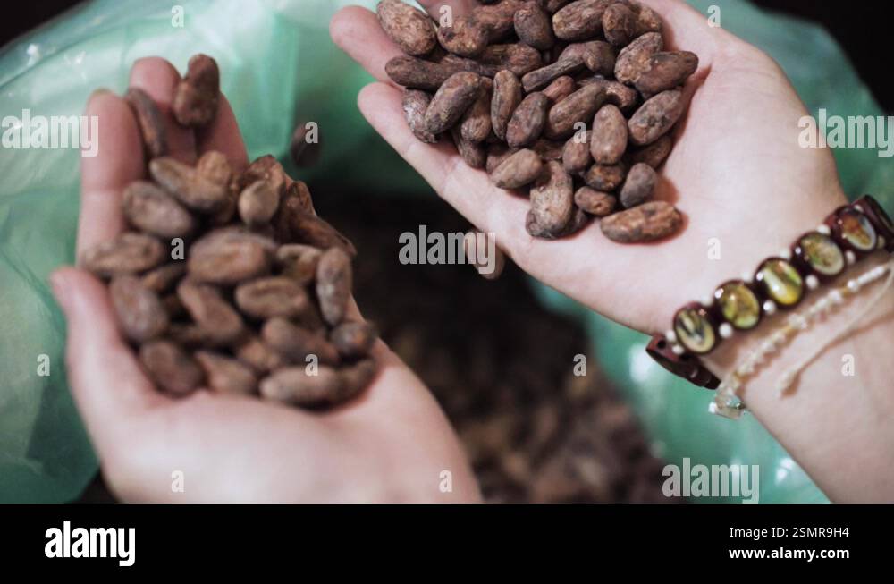 Hands Dropping Chocolate Cacao Pods Into A Green Bag - Close Up Stock ...