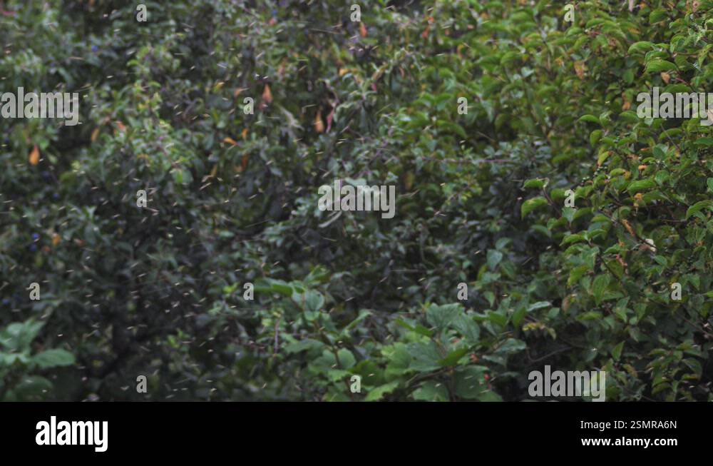 A static shot captures a swarm of small lake flies (chironomids ...