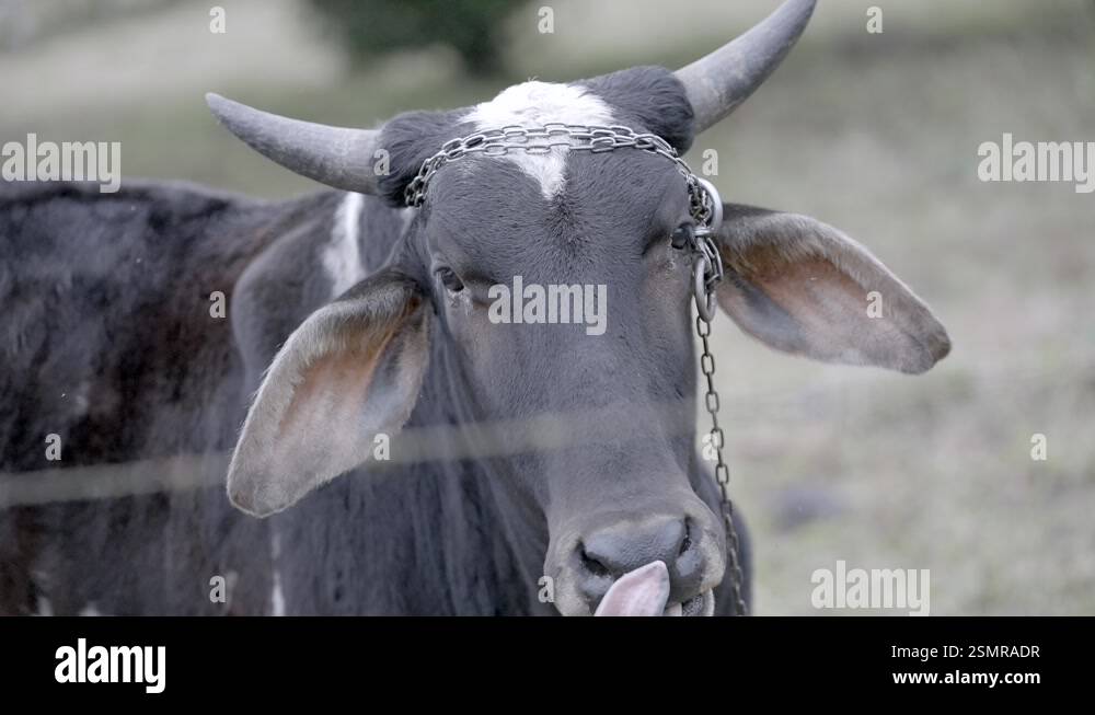 Barbed head Stock Videos & Footage - HD and 4K Video Clips - Alamy