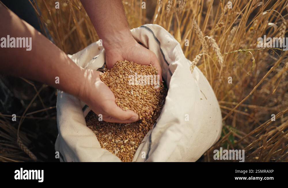 A Farmer Gently Holding a Handful of Wheat Grains Taken from a Bag ...