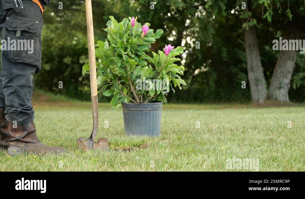 Digging a Hole in the Grass Lawn for Planting a Plant and Doing ...