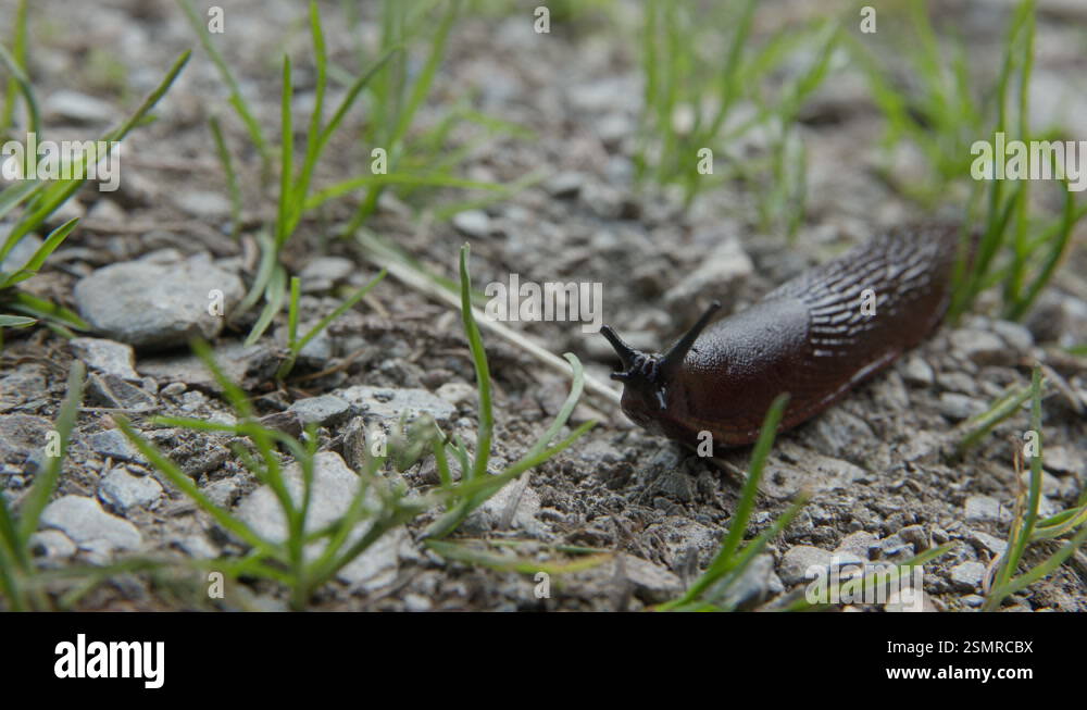 A Brown Slug Touching And Examining A Blade Of Grass, Extreme Close Up ...