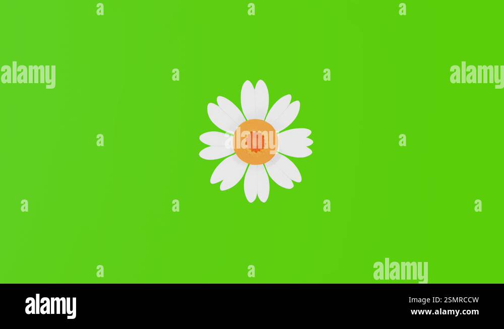 2d illustration of a white daisy moving on a green screen Stock Video ...