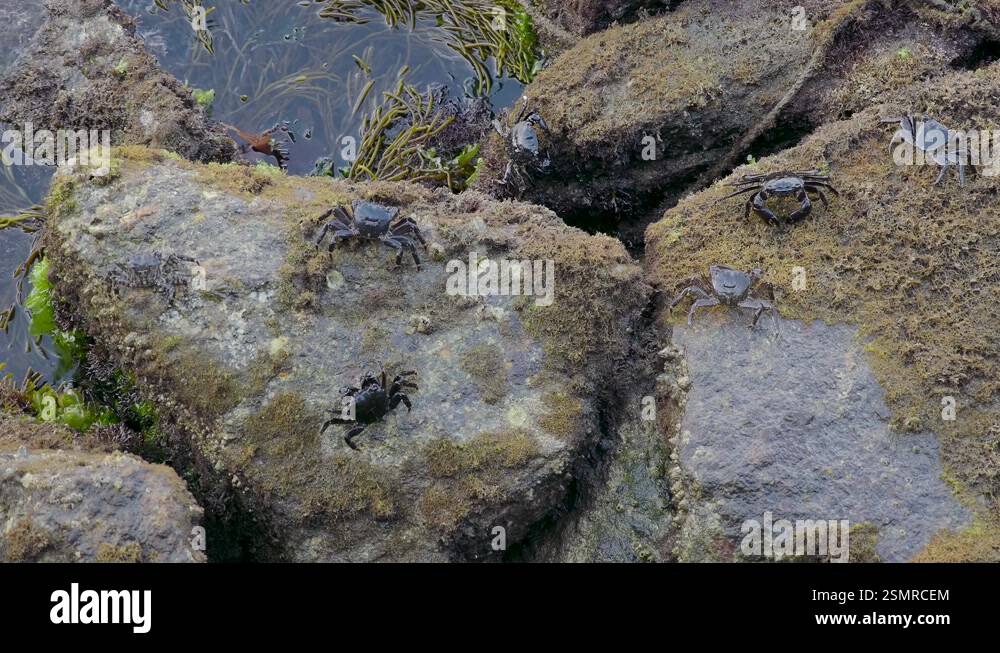 Marbeld Rock Crab ( marmoratus, pachygrapsus ) on Rocks, A Coruña ...