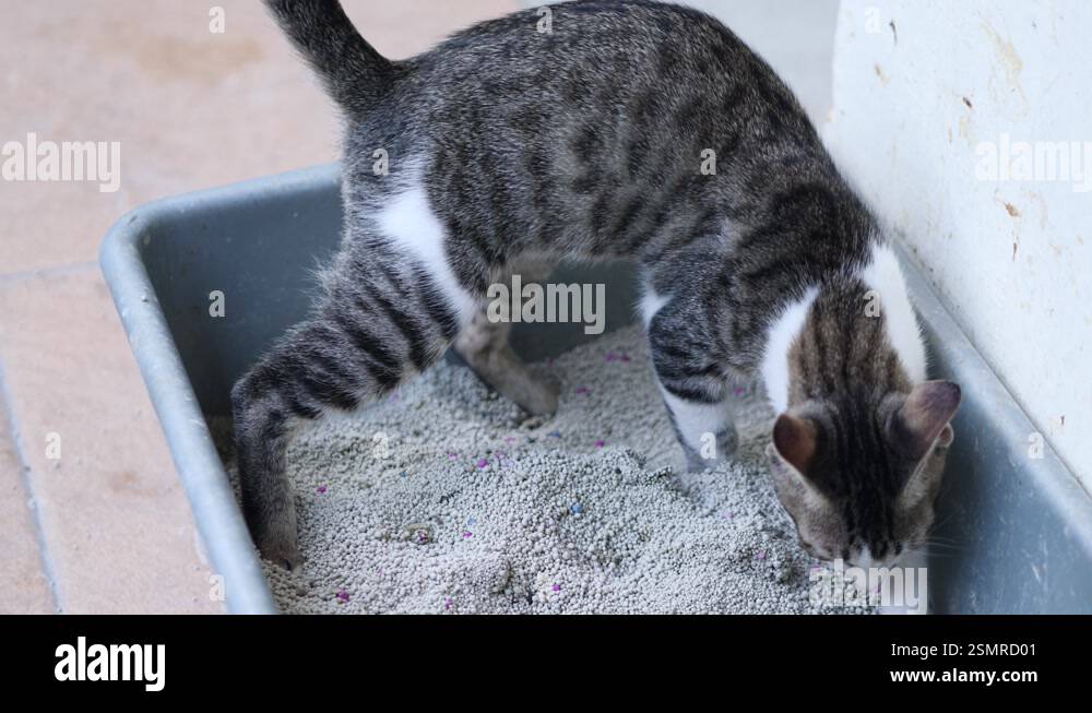 cat is defecating in its plac Stock Video Footage - Alamy