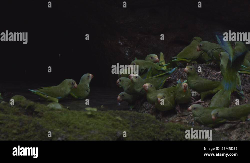 Hundreds of colourful , green and blue parrots fly and sit around water ...