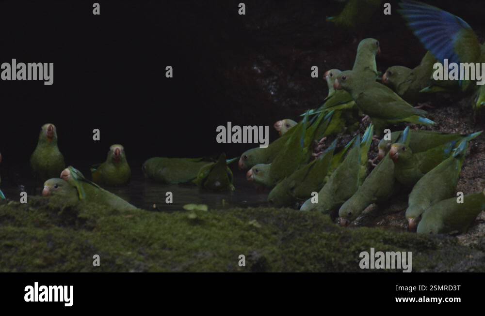 Hundreds of colourful , green and blue parrots fly and sit around water ...