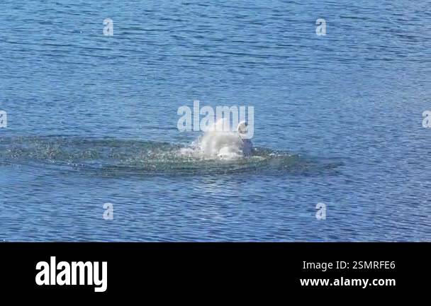 Swan washing in the lake Yamanakako in Japan Stock Video Footage - Alamy