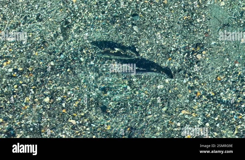 Trout Fish At Bariloche In Rio Negro Argentina. Spawning Scene. Icy ...