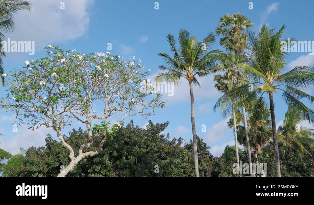 Trucking pan past white flowers of Tiare tree in front of giant palm ...