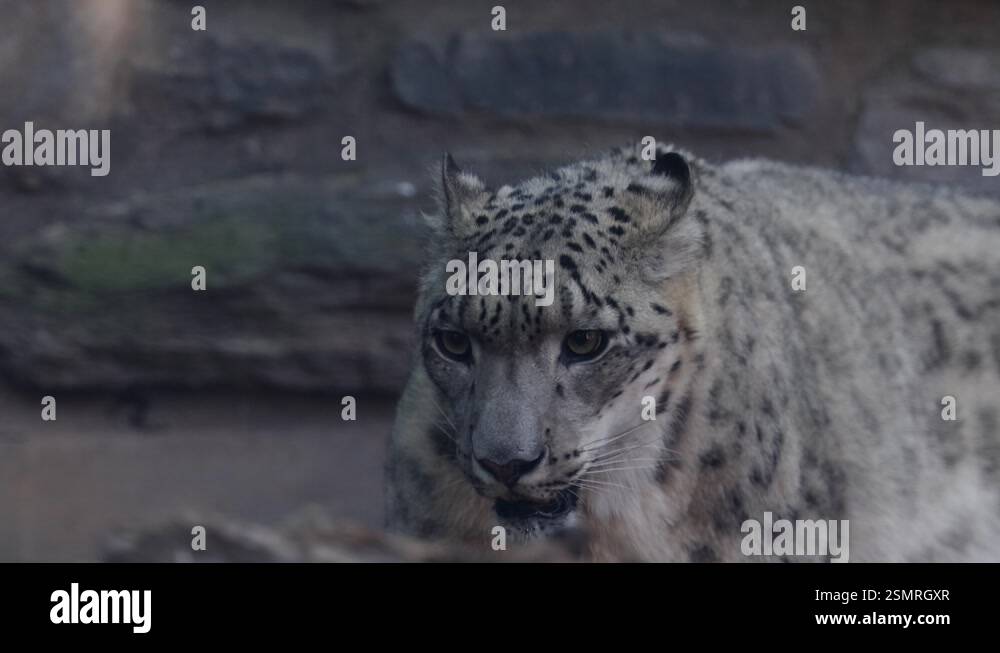 Slow leopard looking around and walking in slow motion Stock Video ...