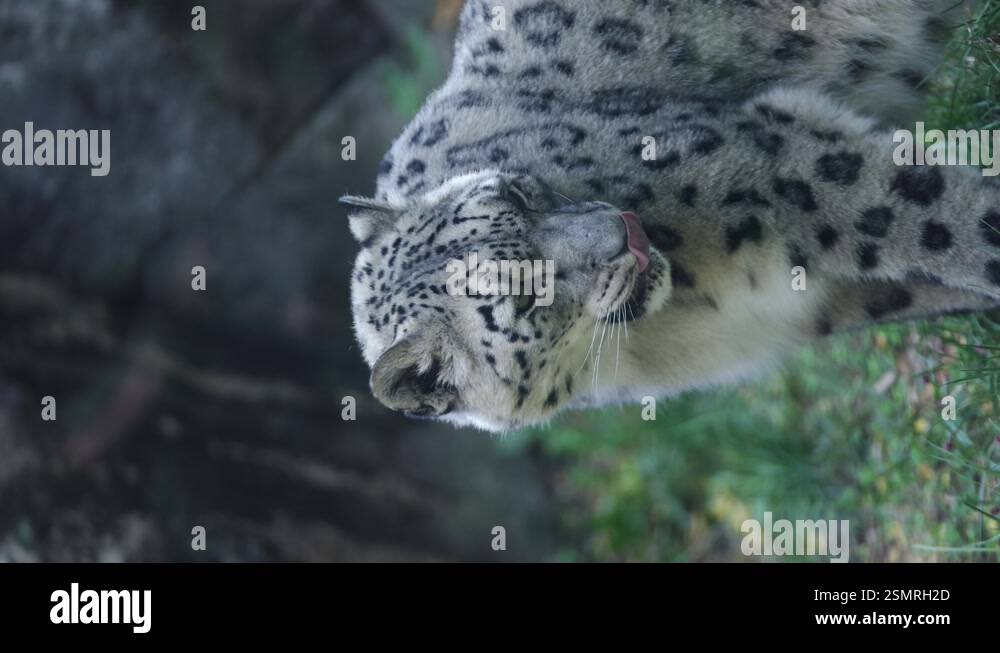Vertical video of Snow Leopard looking around and walking Stock Video ...