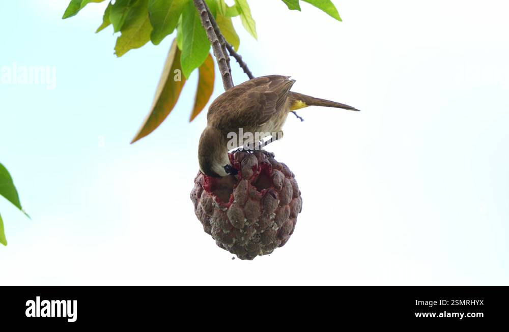 Yellow-vented bulbul spotted perching on a red custard apple in the ...
