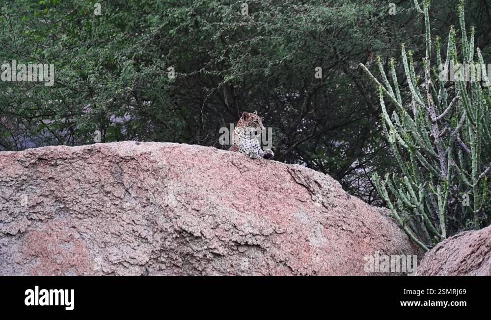 Cub relaxing on top of a boulder in Jawai national park Stock Video ...