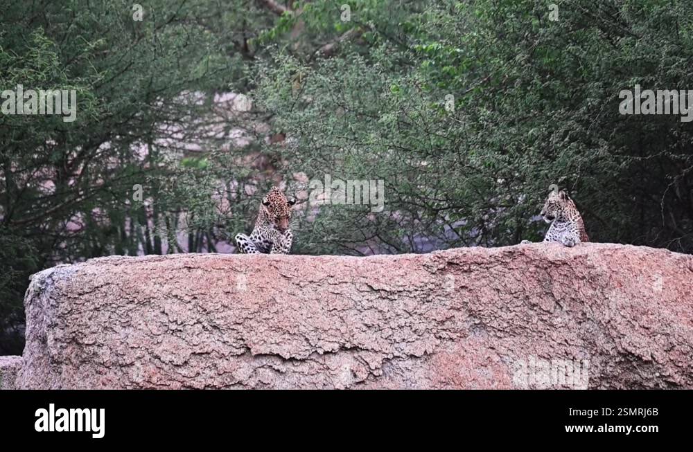 Leopard cub cleaning its fur on a boulder in Jawai national park Stock ...