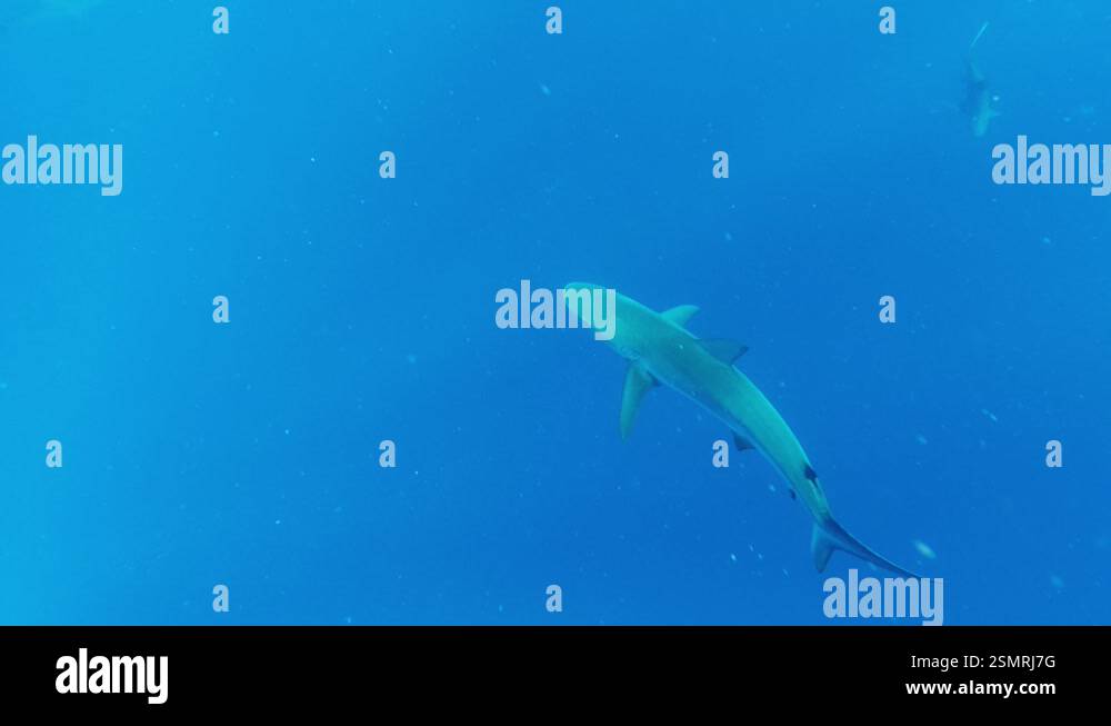 A lone shark swims through the vast, deep blue waters, embodying both ...