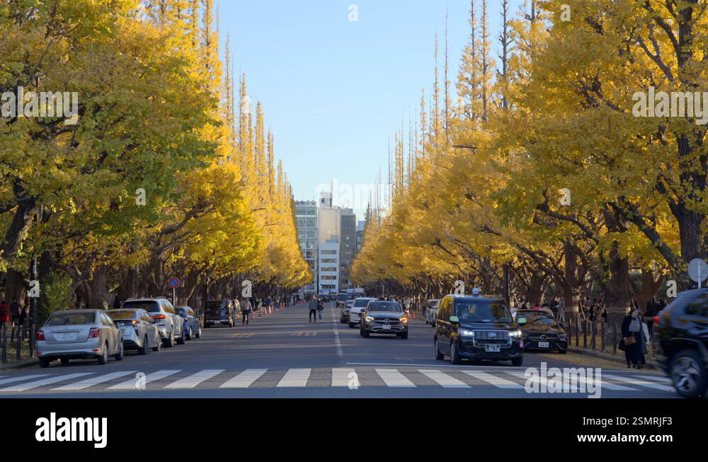 Jingu Gaien Ginkgo Tree-Lined Street in the Autumn Season in Tokyo, Japan Stock Video Footage ...