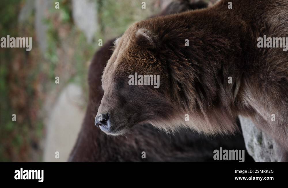 Slow motion video of a brown bear raising its nose and smelling the air ...