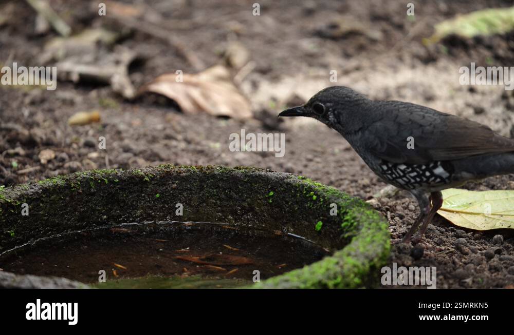 Sunda thrush Zoothera andromedae bird is drinking in a circular puddle ...