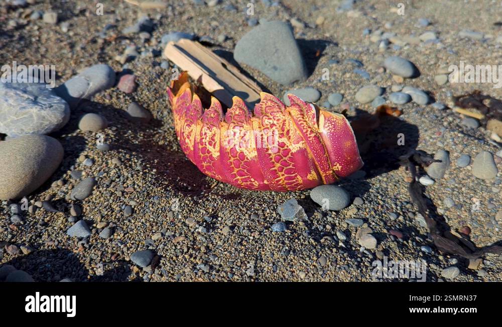 Empty crayfish lobster shell laying on the beach at Red Rocks Pariwhero ...