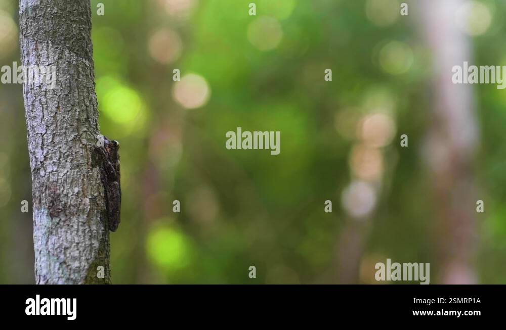 Witness the incredible agility of a tree frog as it leaps from the tree ...
