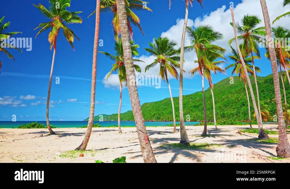 Sunny landscape of summer Cuban palm beach Stock Video Footage - Alamy