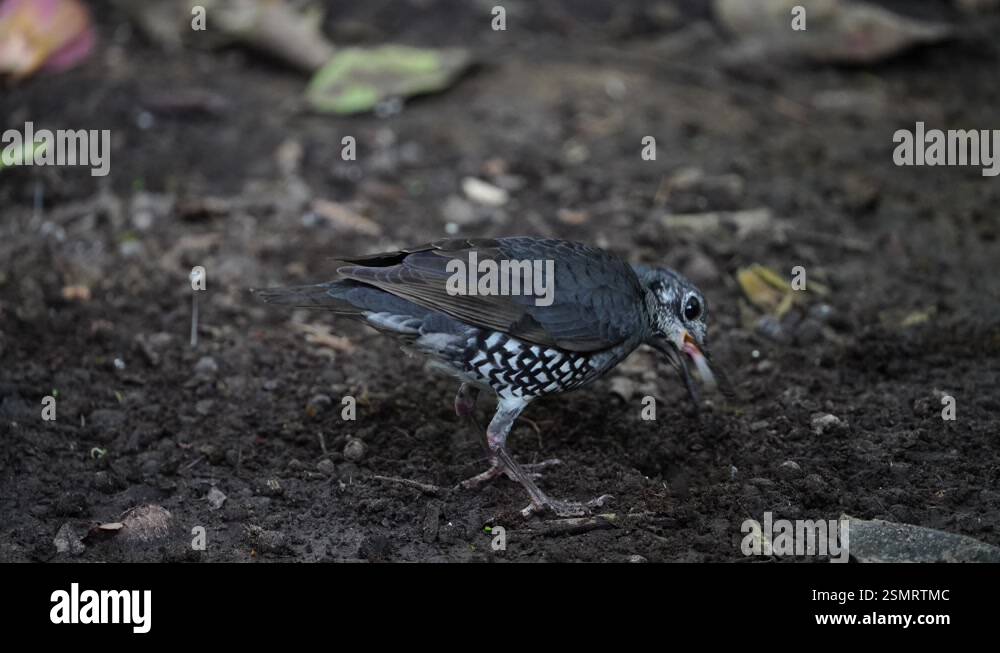 a Sunda thrush Zoothera andromedae bird is scratching the wet ground ...