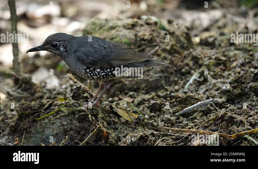 the Sunda thrush Zoothera andromedae bird was walking on the wet ground ...
