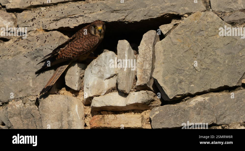 Couple of Common kestrels (Falco tinnunculus), feeding chicks in the ...