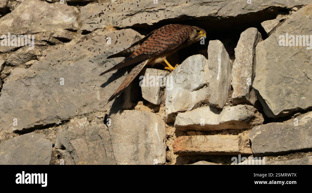 Couple of Common kestrels (Falco tinnunculus), feeding chicks in the ...