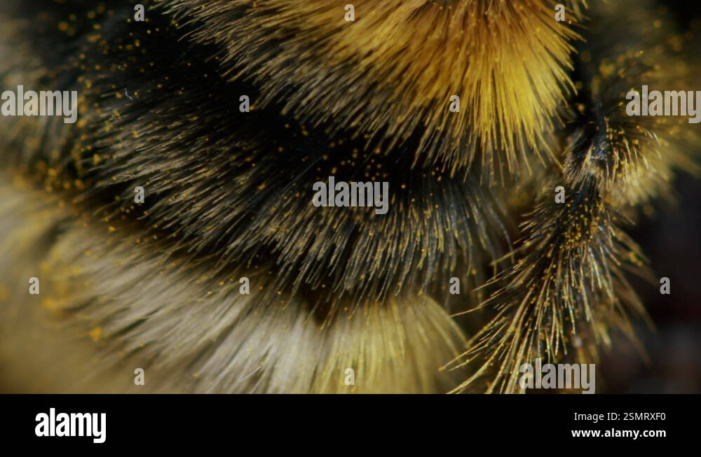 Extreme macro closeup White-tailed bumblebee hair on back. Bombus ...