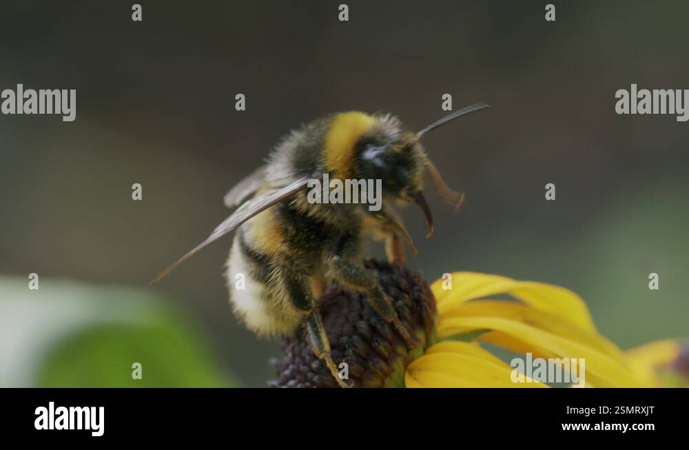 White-tailed bumblebee, Bombus lucorum, cleaning its proboscis and then ...