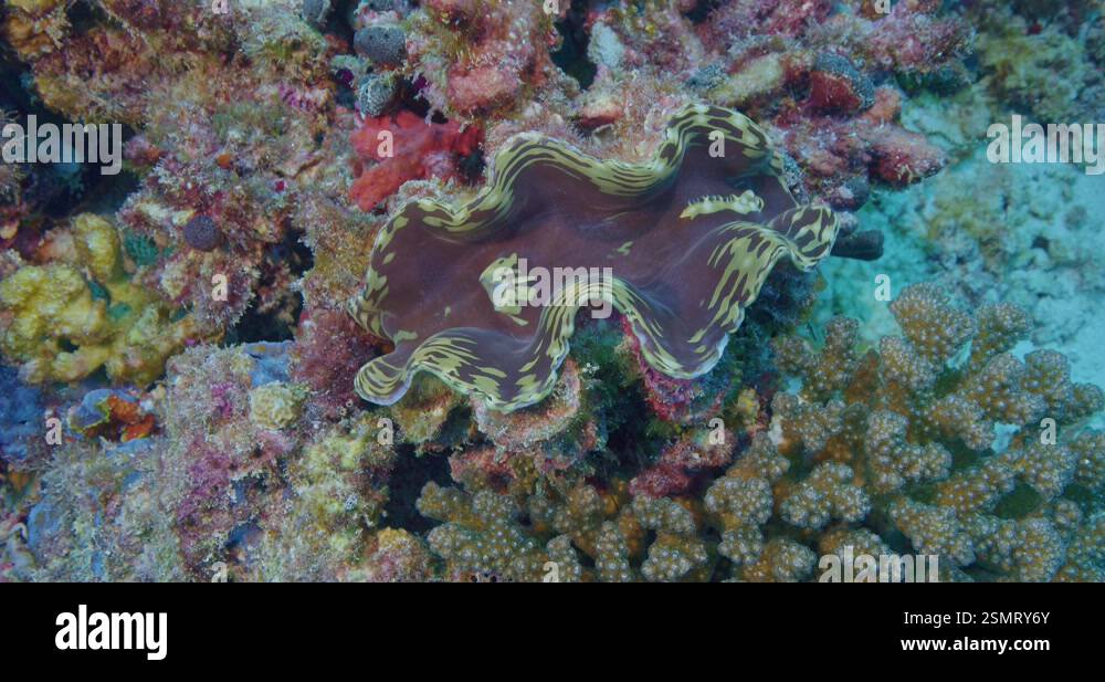 Giant clam on reef Stock Video Footage - Alamy