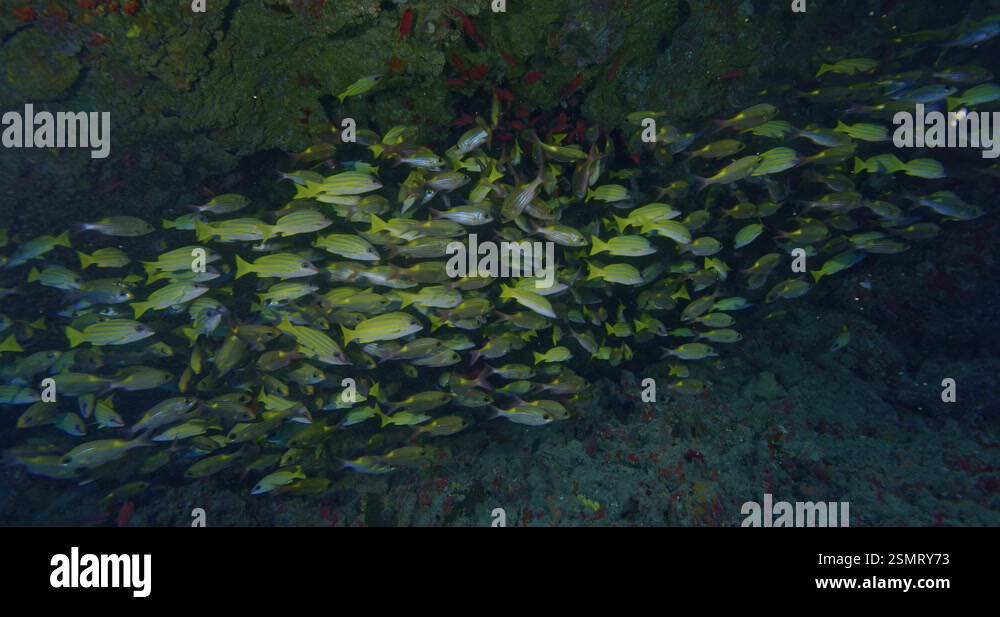 Congregation of bluestripe snappers under ledge Stock Video Footage - Alamy